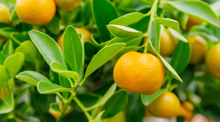 How to Plant, Grow, and Care for Indoor Orange Trees - Epic Gardening