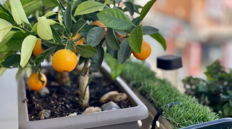 How to Plant, Grow, and Care for Indoor Orange Trees - Epic Gardening