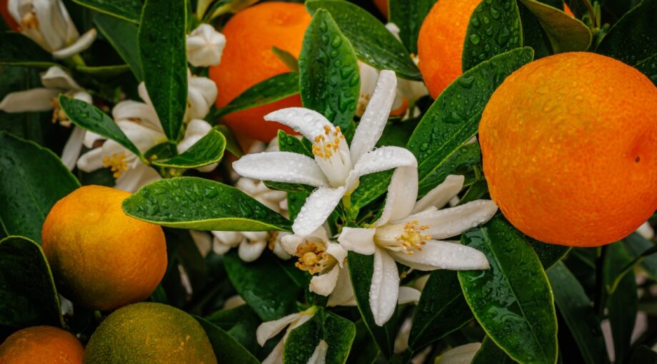 How to Plant, Grow, and Care for Indoor Orange Trees - Epic Gardening