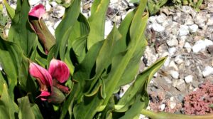 How to Plant, Grow, and Care for Calla Lilies