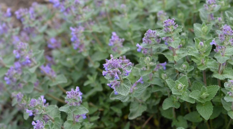How to Plant, Grow, and Care for Catnip