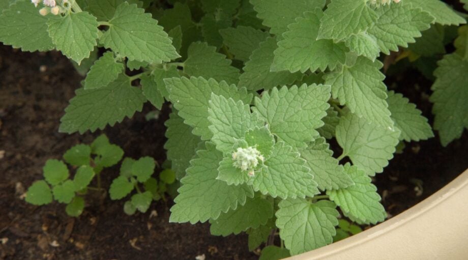 How to Plant, Grow, and Care for Catnip