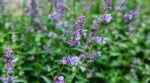 How to Plant, Grow, and Care for Catnip