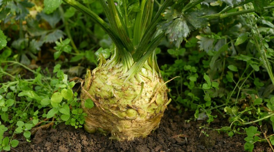 How to Plant, Grow, and Care for Celeriac