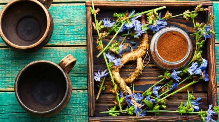 How to Plant, Grow, and Care for Chicory