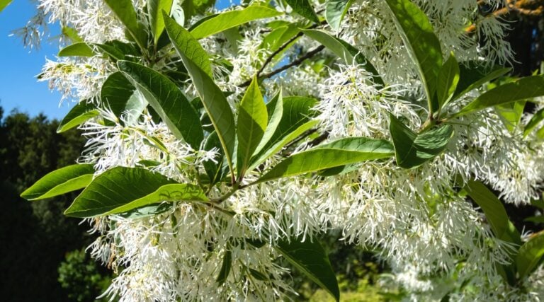 31 Recommended Native Plants For the Midwest