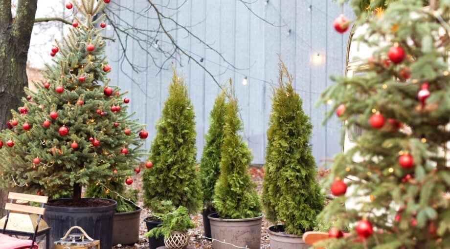 How to Choose, Care for, and Plant a Live Christmas Tree