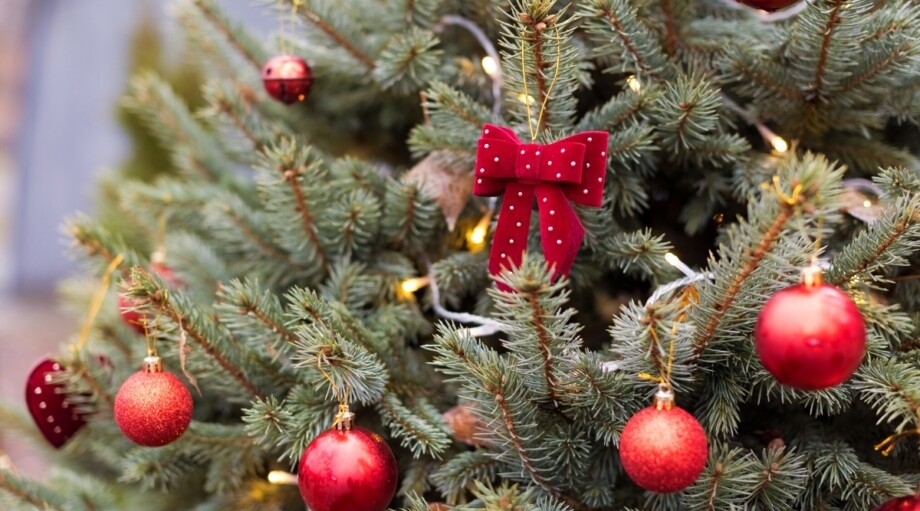 How to Choose, Care for, and Plant a Live Christmas Tree