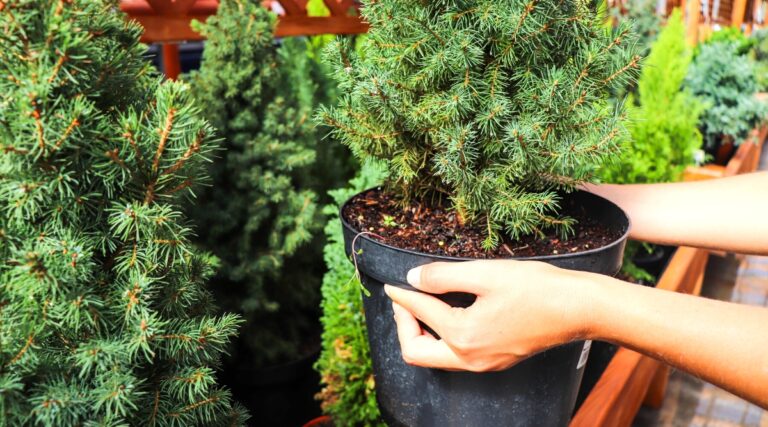 How to Choose, Care for, and Plant a Live Christmas Tree