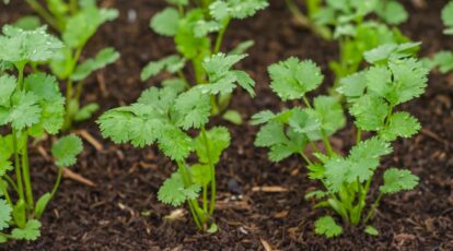 What Can I Grow in a Cold Frame in the Winter?