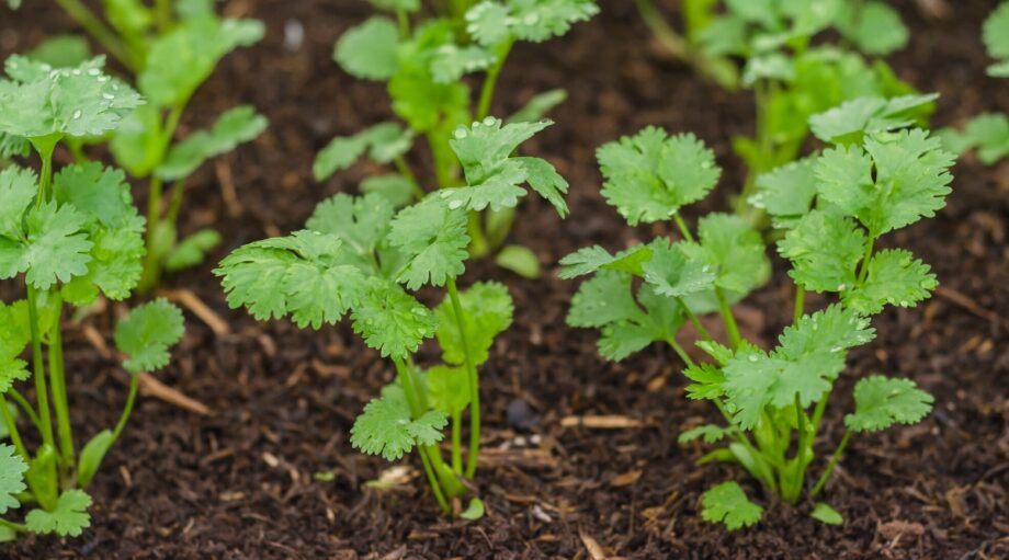 What Can I Grow in a Cold Frame in the Winter?