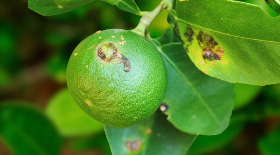 How to Plant, Grow, and Care for Indoor Orange Trees - Epic Gardening