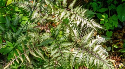 How to Plant, Grow, and Care For Japanese Painted Ferns