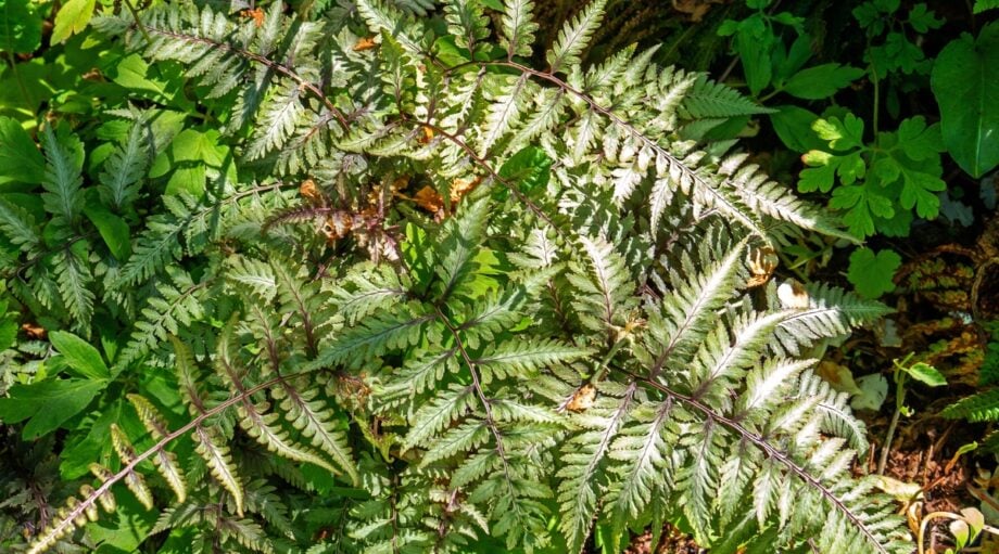 How to Plant, Grow, and Care For Japanese Painted Ferns