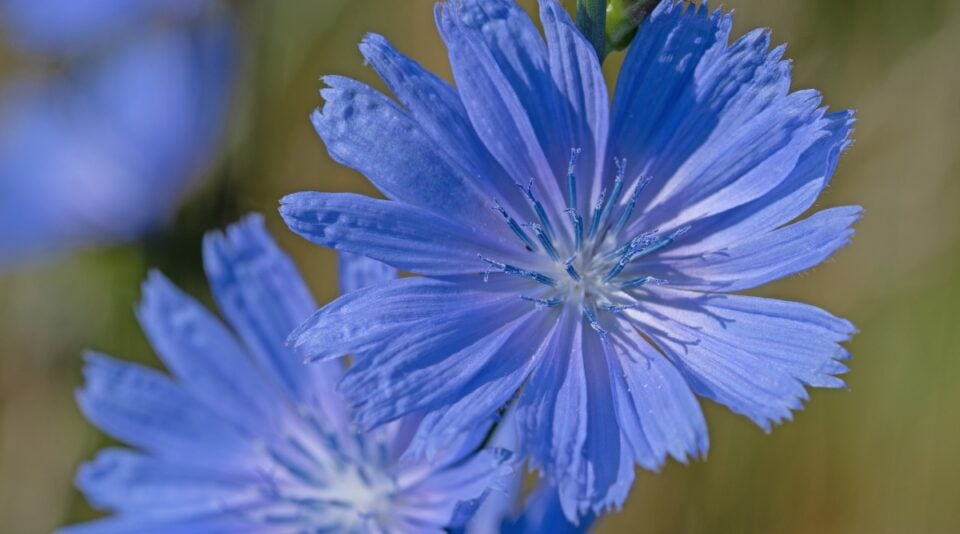 How to Plant, Grow, and Care for Chicory