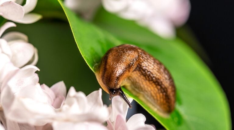 8 Orchid Pests: How to Treat Bugs on Orchids
