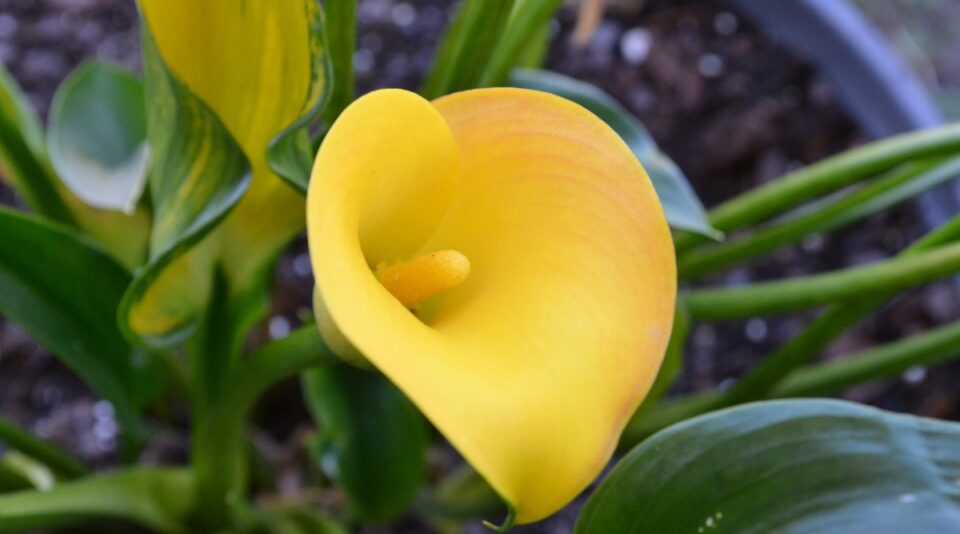 How to Plant, Grow, and Care for Calla Lilies