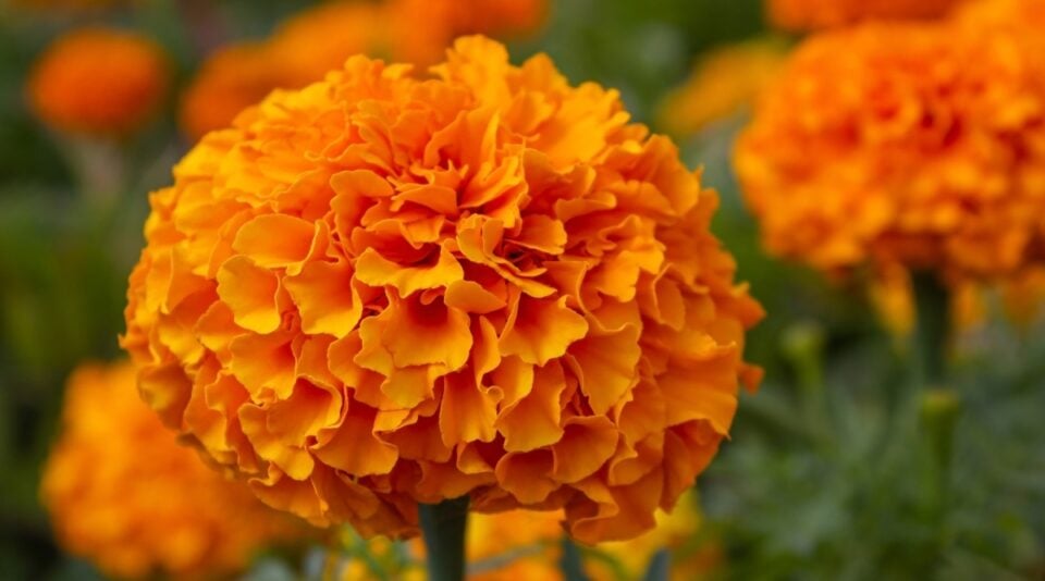 35 Best Flowers to Grow in A Cutting Garden for Beautiful Bouquets