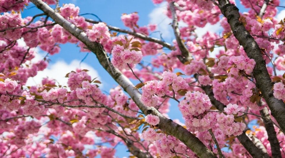 27 Spectacular Spring-Blooming Trees