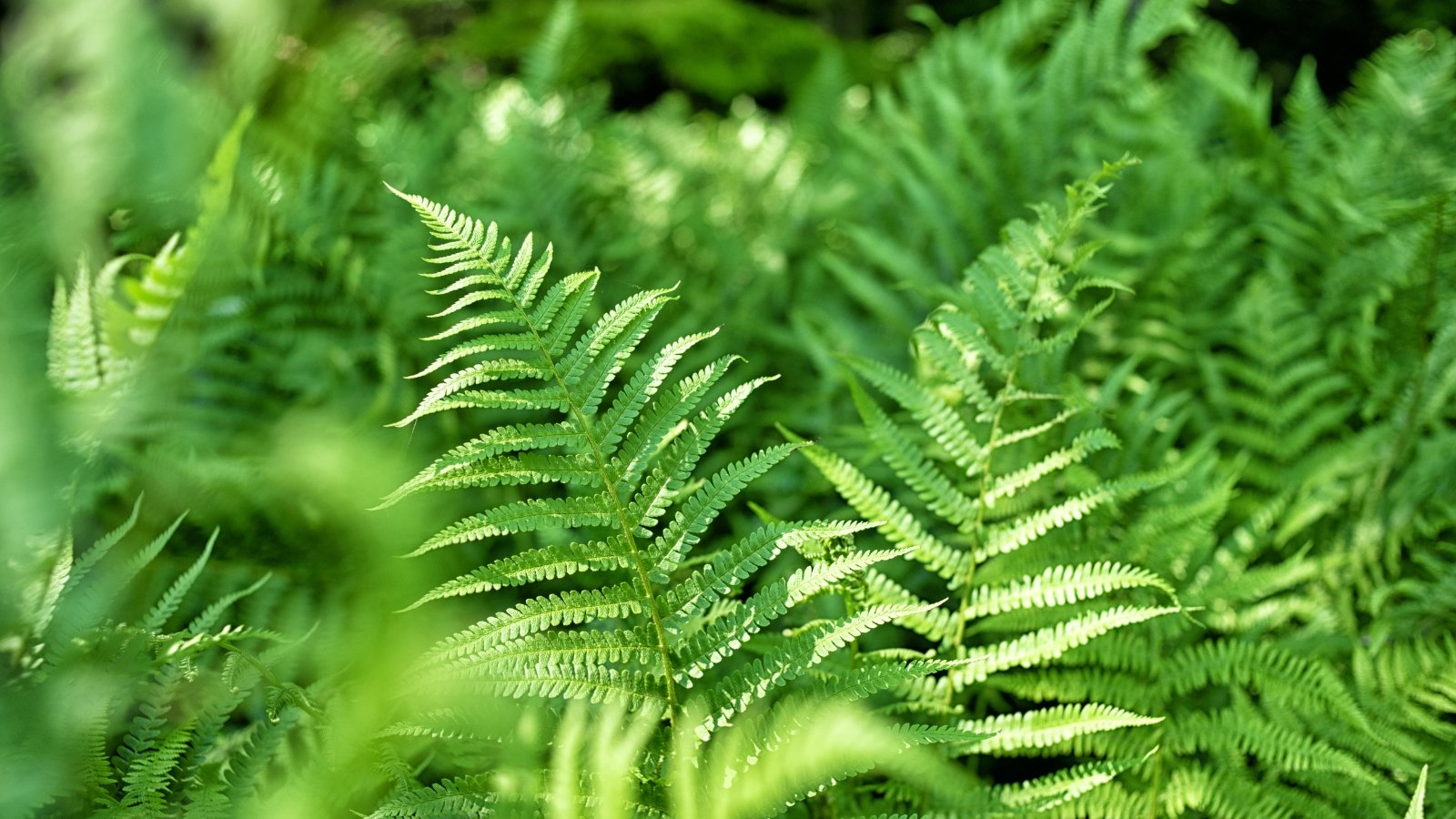 37 Beautiful Fern Varieties for Your Garden