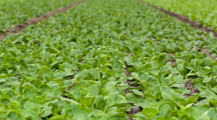 How to Plant, Grow, and Care For Mâche