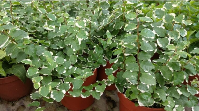 21 Best Trailing Plants for Pots and Containers