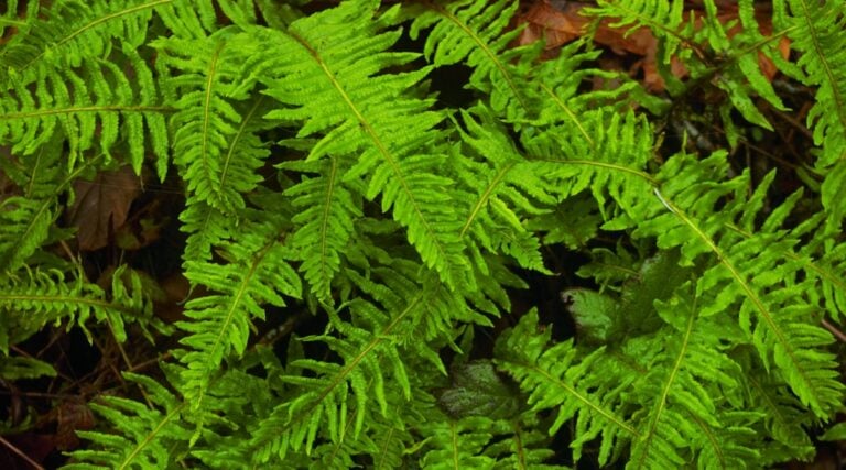 How to Plant, Grow, and Care For Sword Ferns