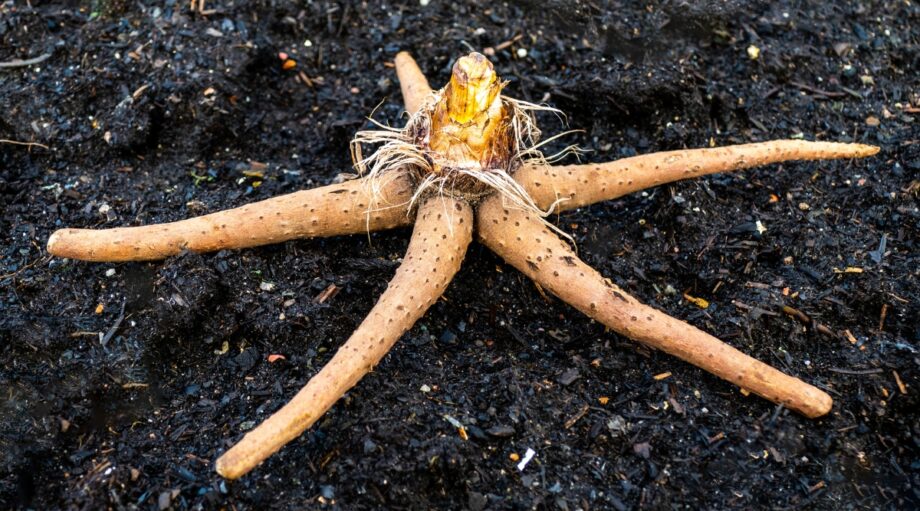 How to Plant, Grow, and Care for Foxtail Lilies