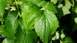 How to Plant, Grow, and Care for Catnip