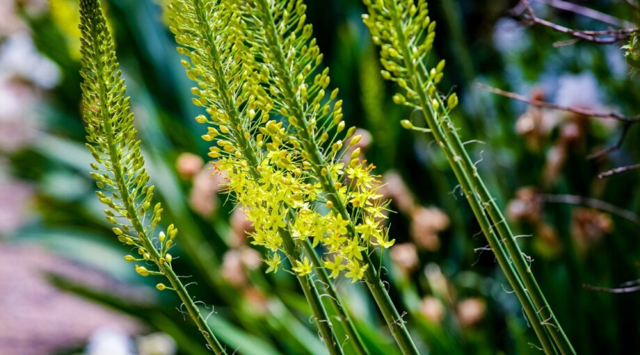 How to Plant, Grow, and Care for Foxtail Lilies