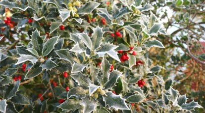 How to Plant, Grow, and Care for Blue Holly