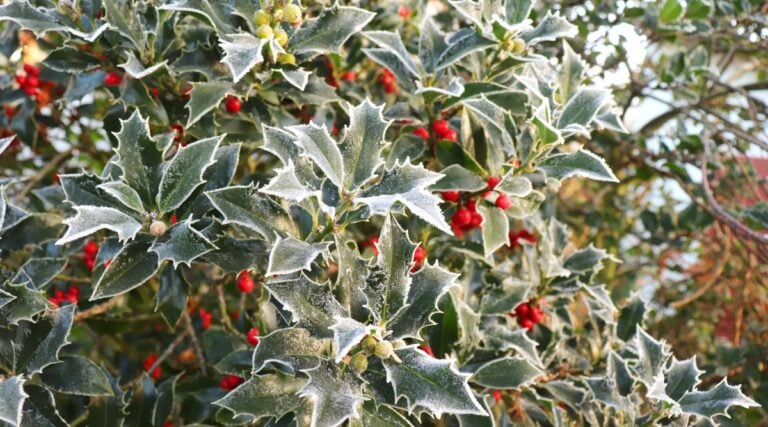 How to Plant, Grow, and Care for Blue Holly