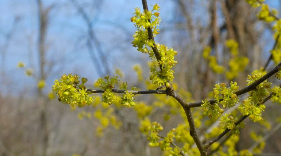 How to Plant, Grow, and Care for Spicebush