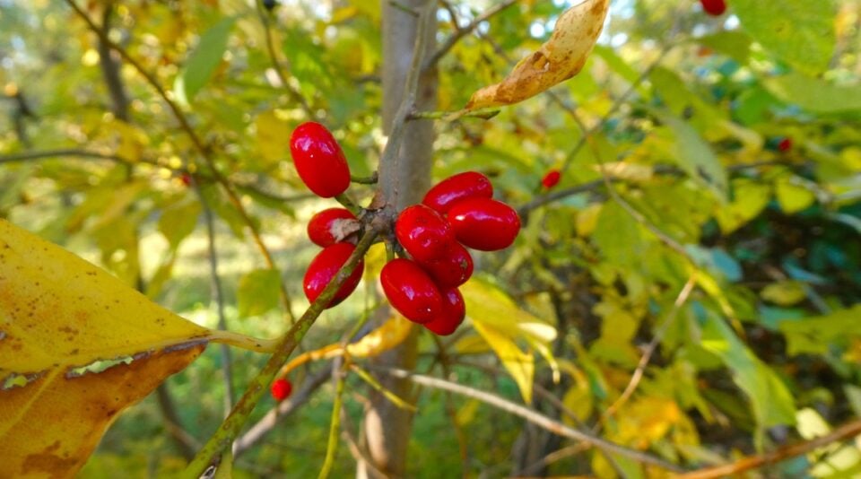 How to Plant, Grow, and Care for Spicebush