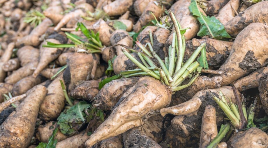 How to Plant, Grow, and Care for Chicory