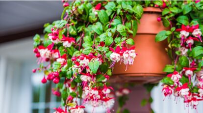 21 Best Trailing Plants for Pots and Containers