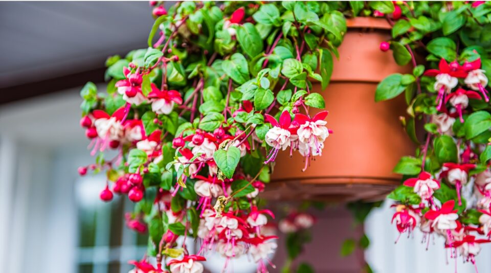 21 Best Trailing Plants for Pots and Containers