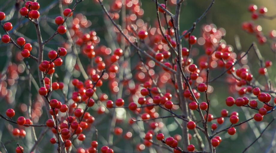 How to Plant, Grow, and Care for Winterberry Holly