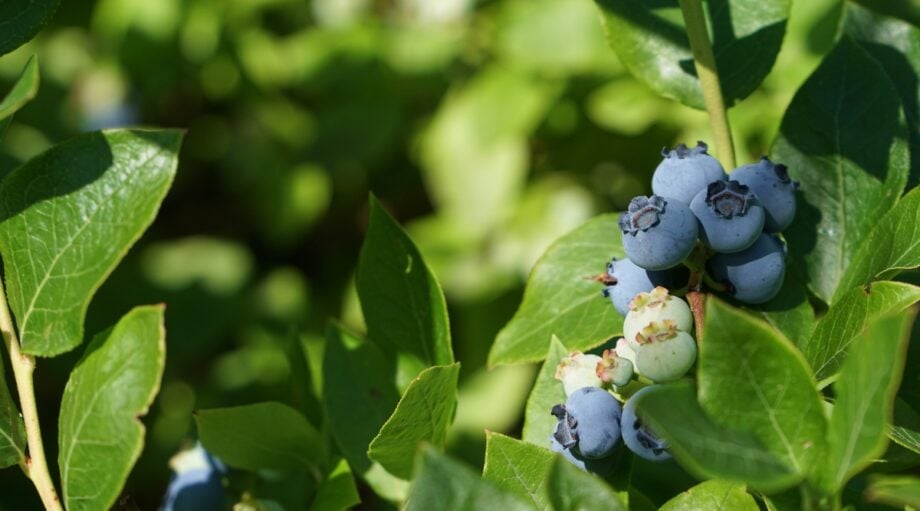 27 Different Types of Blueberries For Your Garden