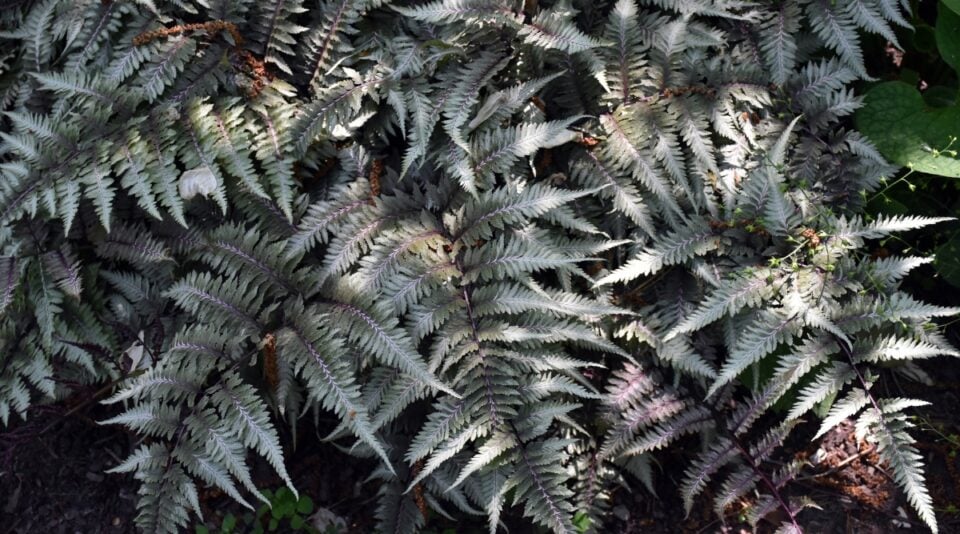 37 Beautiful Fern Varieties for Your Garden