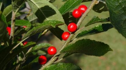 How to Plant, Grow, and Care for Winterberry Holly