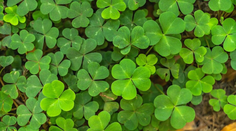 Cover Crop Benefits: How Cover Cropping Works