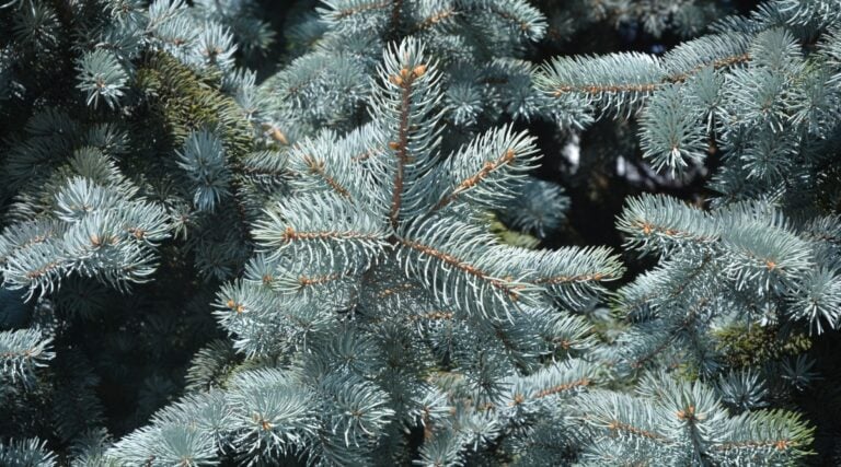 25 Best Evergreen Trees for Year-round Privacy