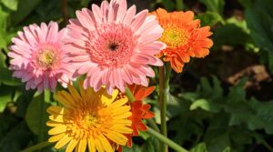 How to Plant, Grow, and Care For Gerbera Daisies