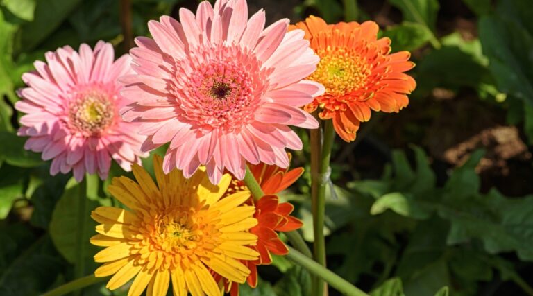 How to Plant, Grow, and Care For Gerbera Daisies