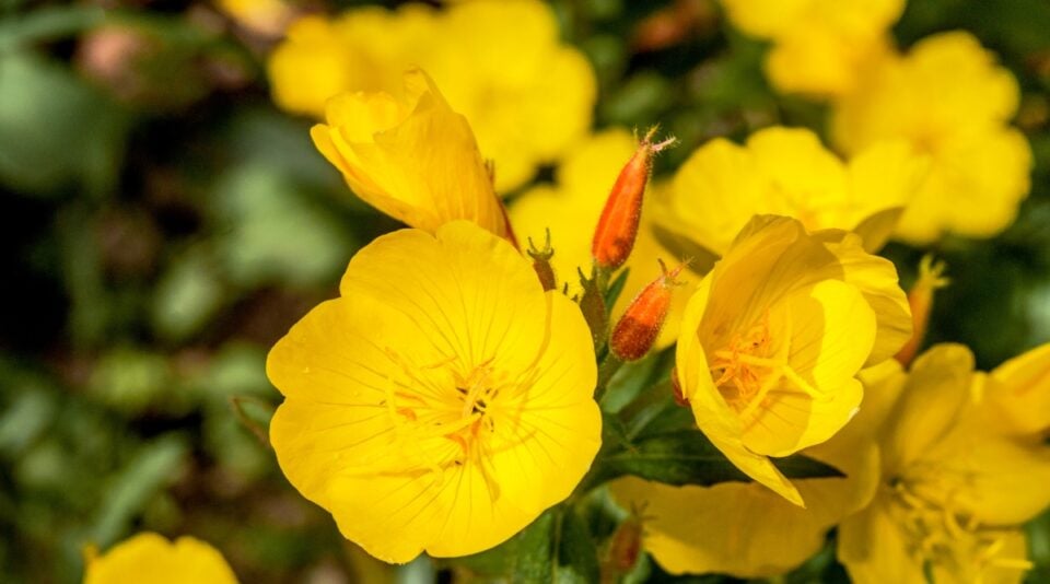 How to Plant, Grow, and Care for Primrose Flowers
