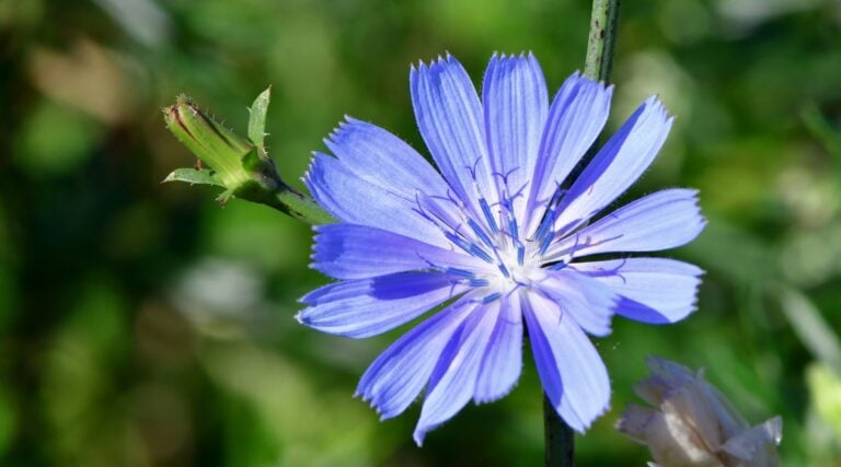 How to Plant, Grow, and Care for Chicory