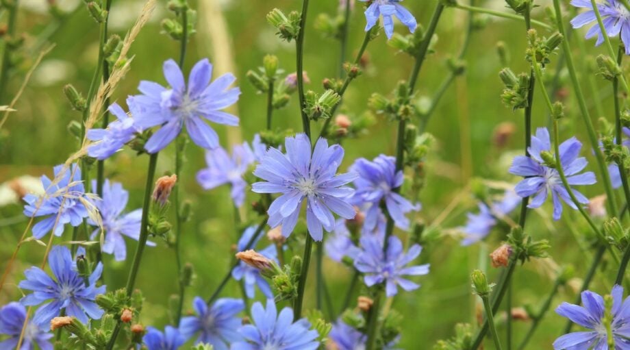 How to Plant, Grow, and Care for Chicory