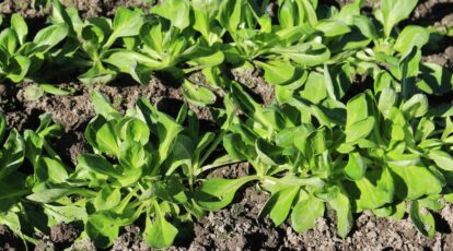 How to Plant, Grow, and Care For Mâche