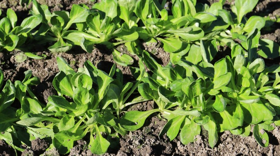 How to Plant, Grow, and Care For Mâche